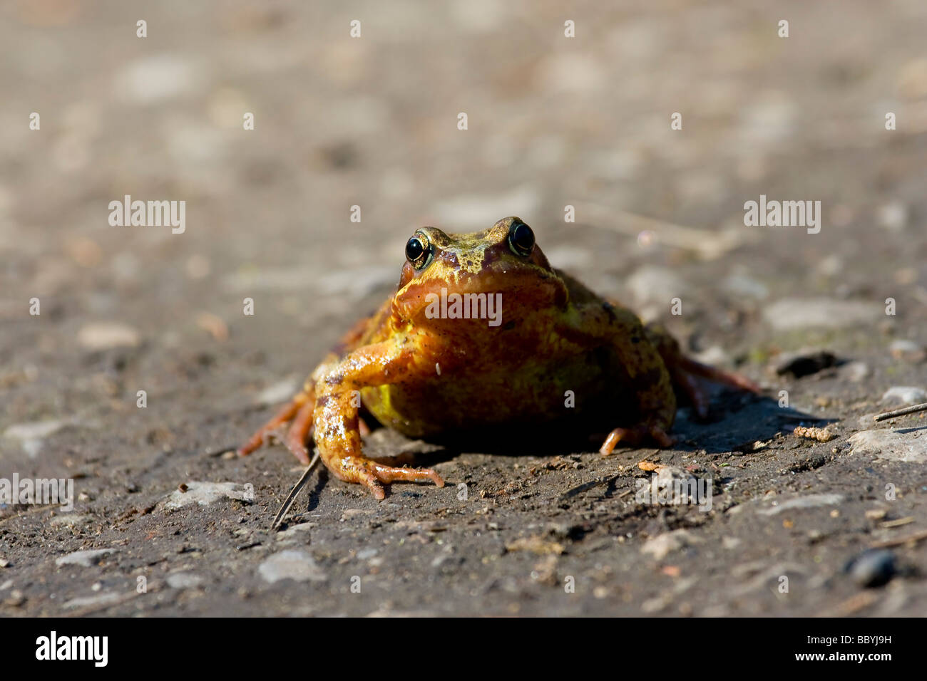 Common frog hi-res stock photography and images - Alamy