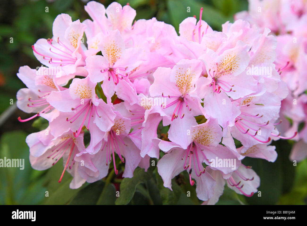 Pink rhododendron flowers close up Rhododendron "Parsons gloriosum ...