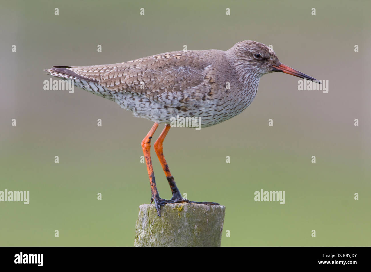 Redshank, Tringa totanus Stock Photo - Alamy