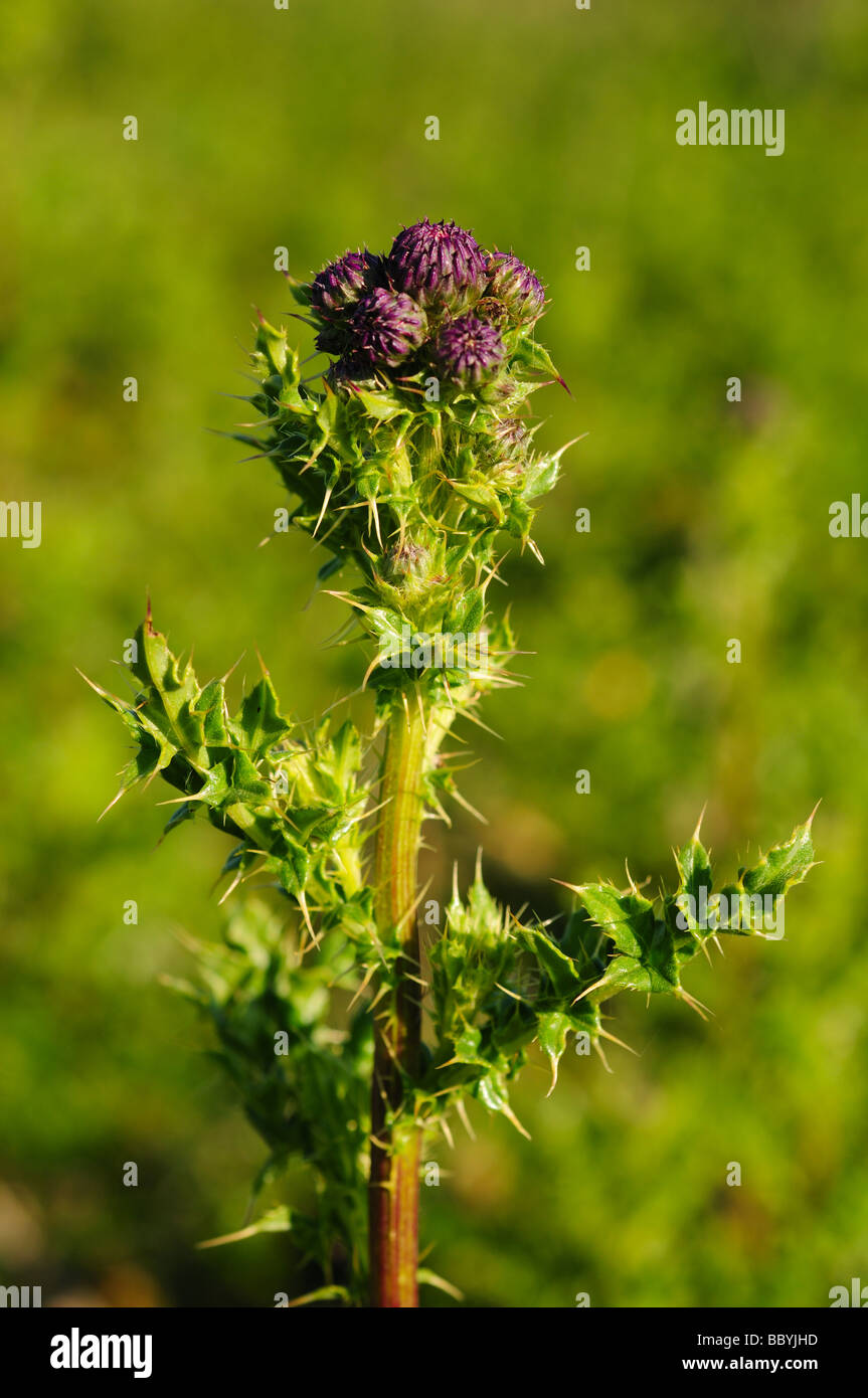 Lesser burdock hi-res stock photography and images - Alamy