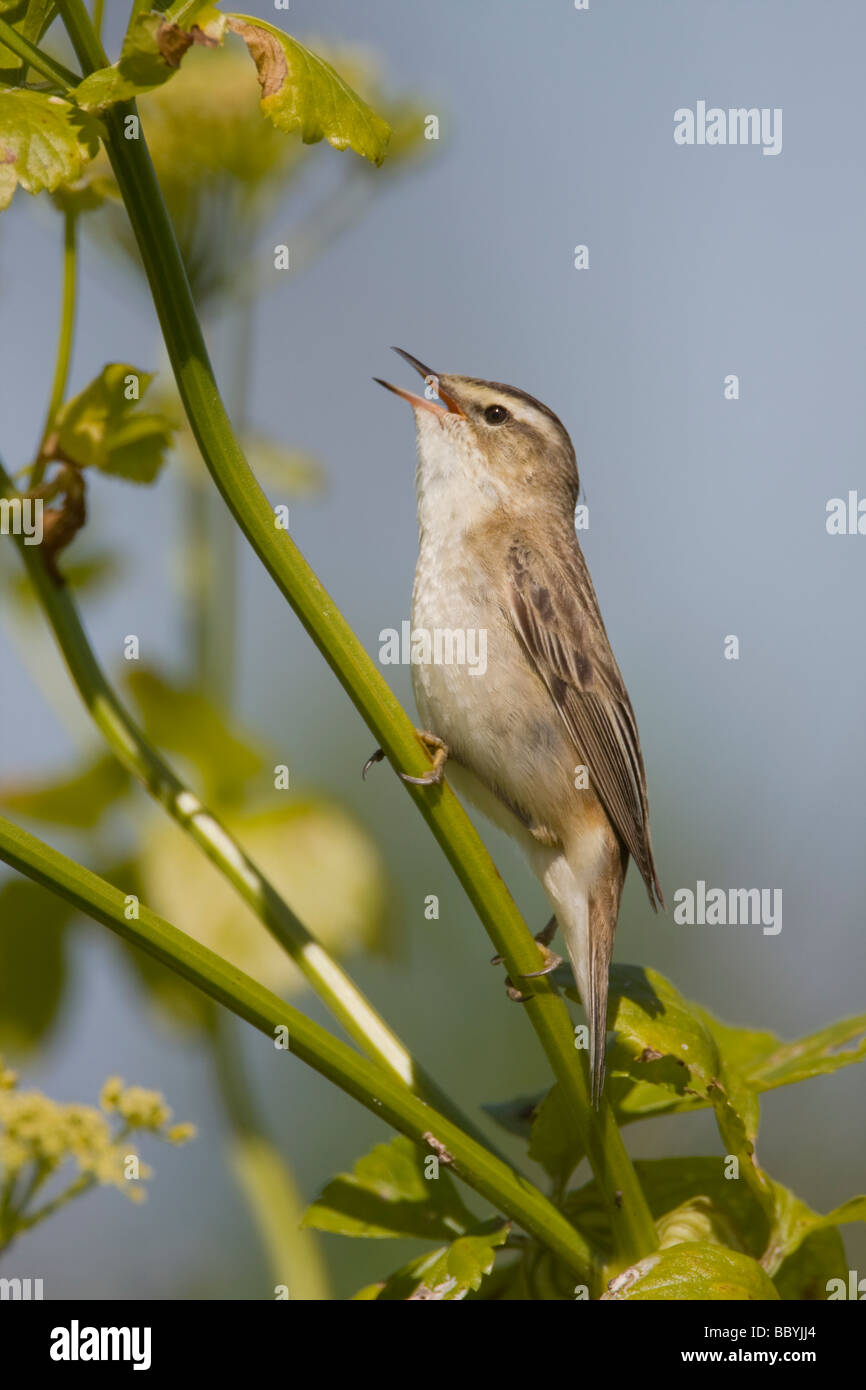 Sedge Warbler, Acrocephalus schoenobaenus Stock Photo - Alamy