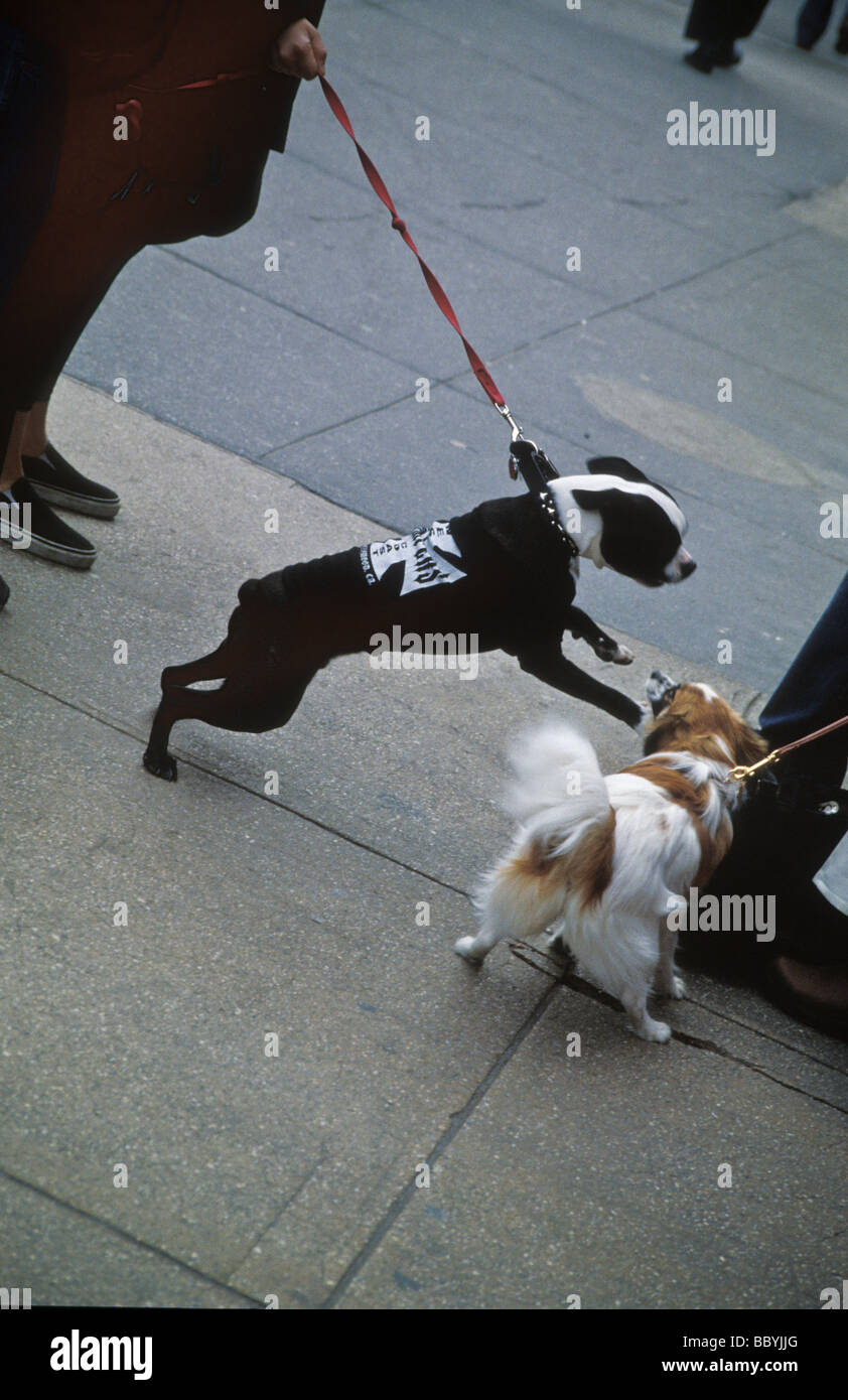 Two dogs fighting on city street. Boston terrier Stock Photo - Alamy