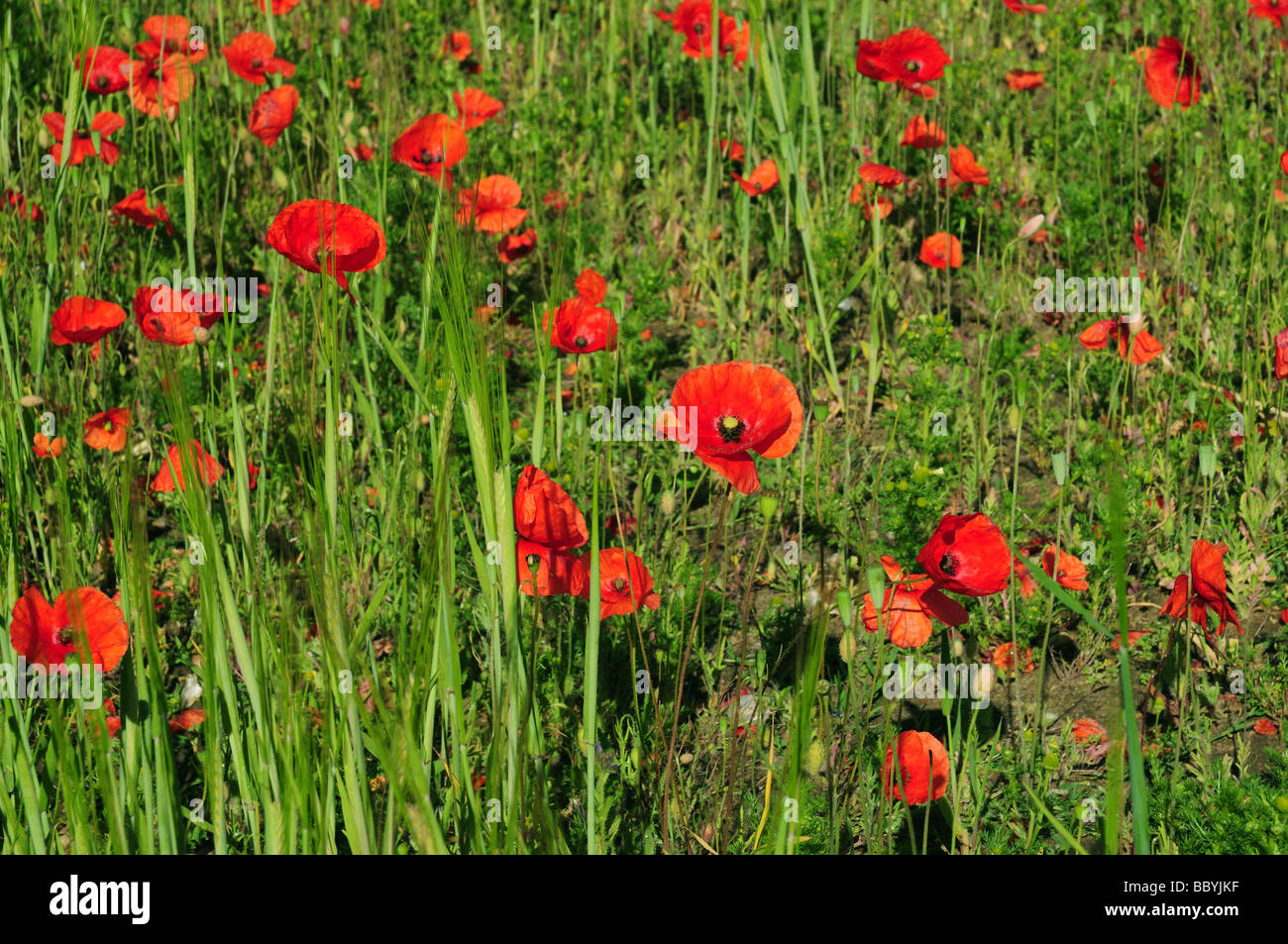 Suffolk poppy fields hi-res stock photography and images - Alamy