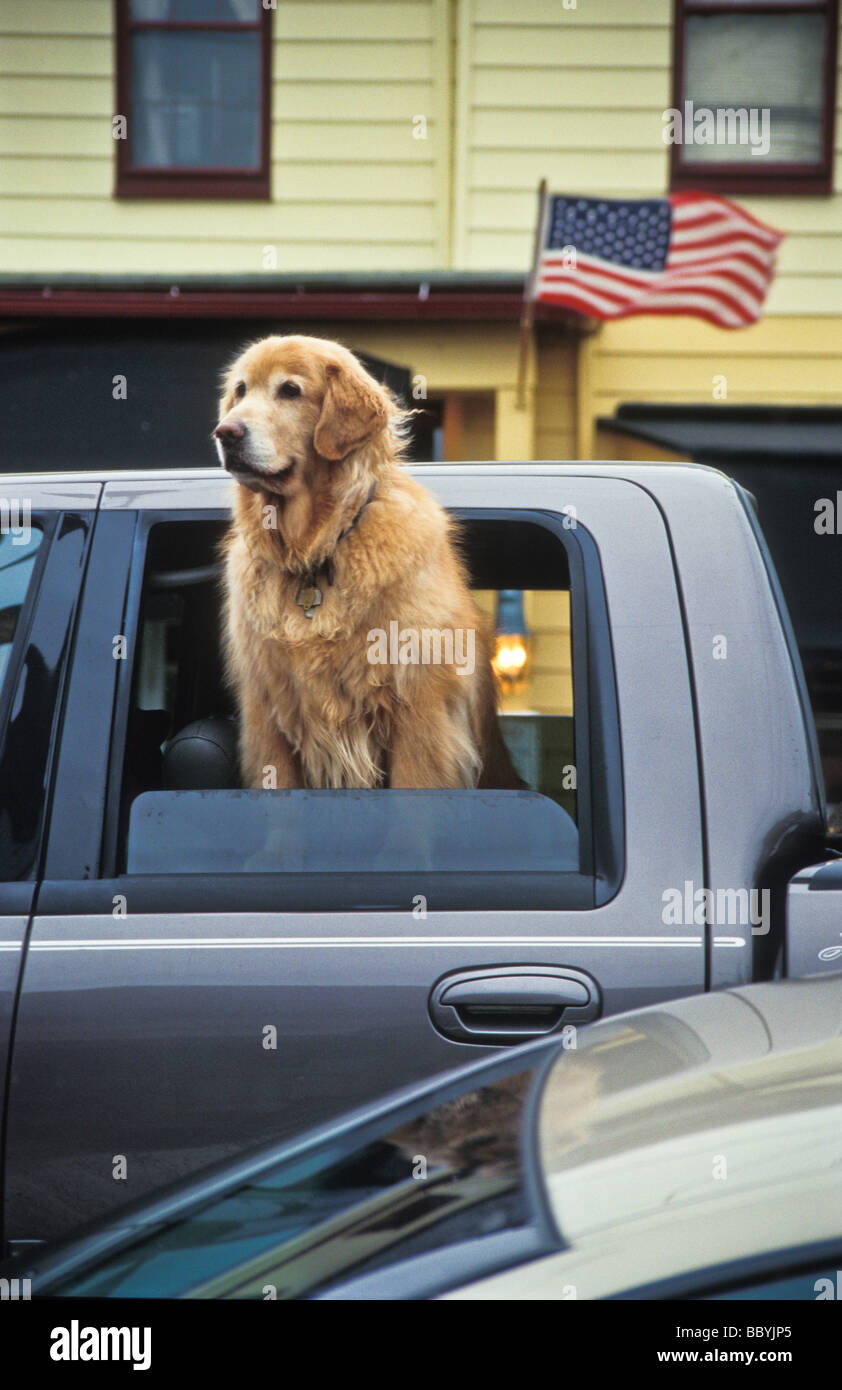 Labrador looking out pick up truck window Stock Photo - Alamy