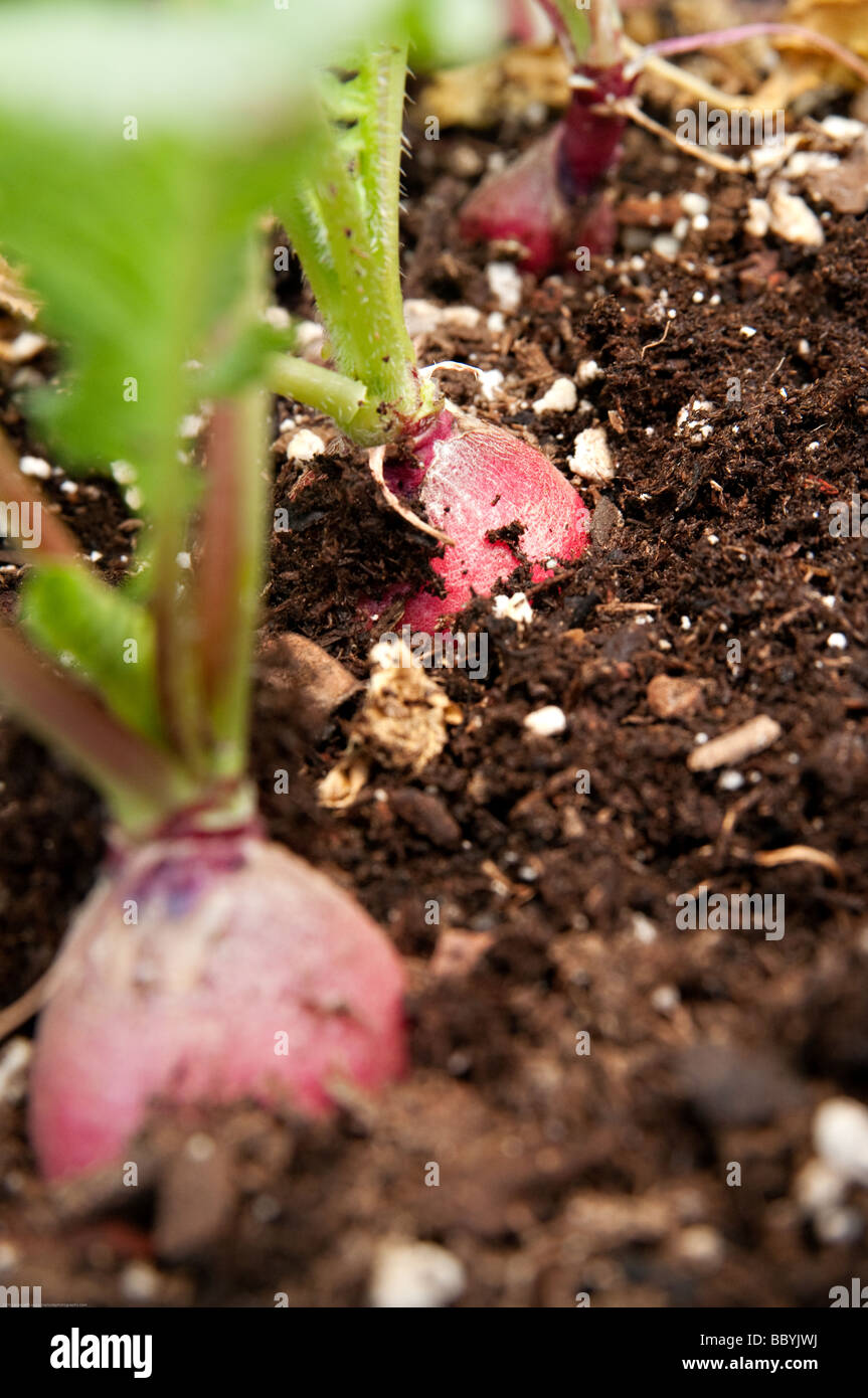 Live radish plants hi-res stock photography and images - Alamy
