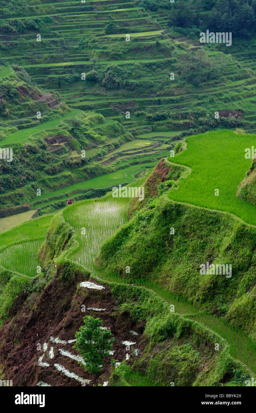 Banaue Rice Terraces, Banaue, Ifugao, North Luzon, Philippines Stock ...