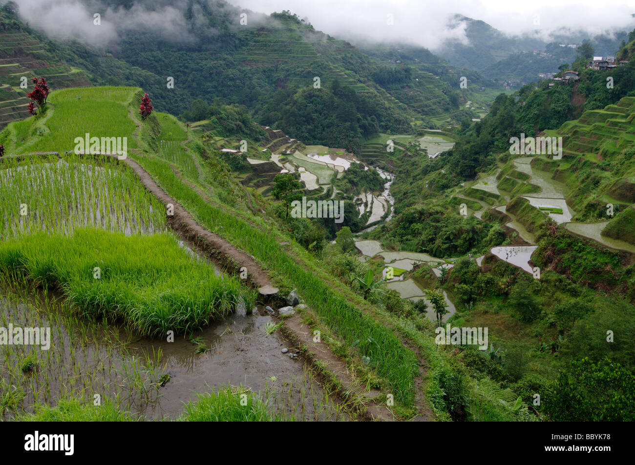 Banaue Rice Terraces, Banaue, Ifugao, North Luzon, Philippines Stock ...