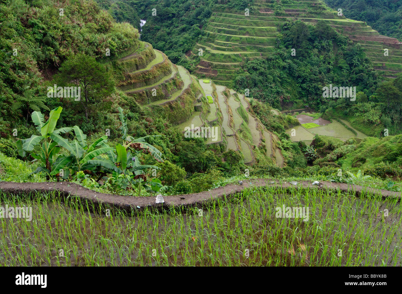 Banaue Rice Terraces, Banaue, Ifugao, North Luzon, Philippines Stock ...