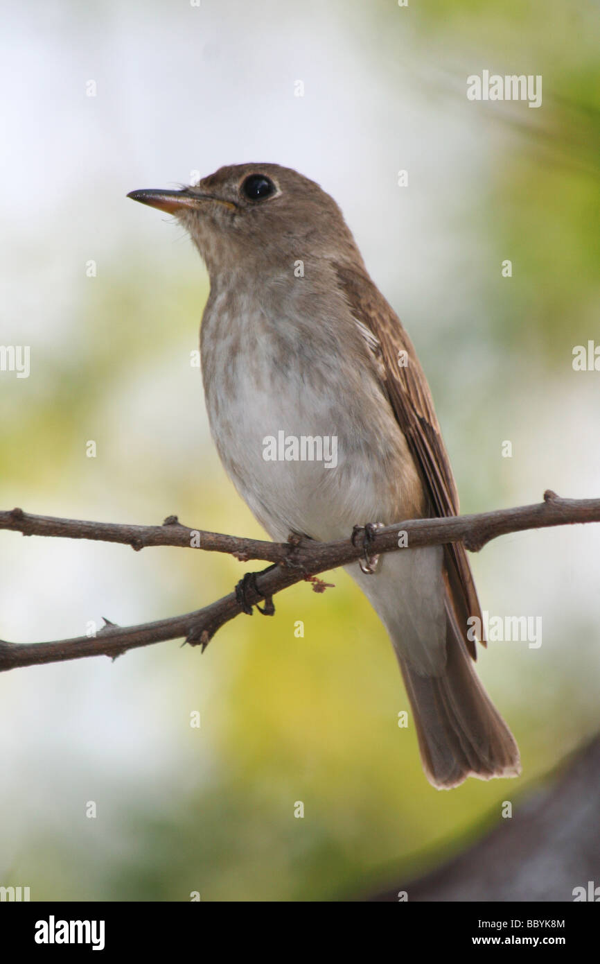 Asian flycatcher bird hi-res stock photography and images - Alamy