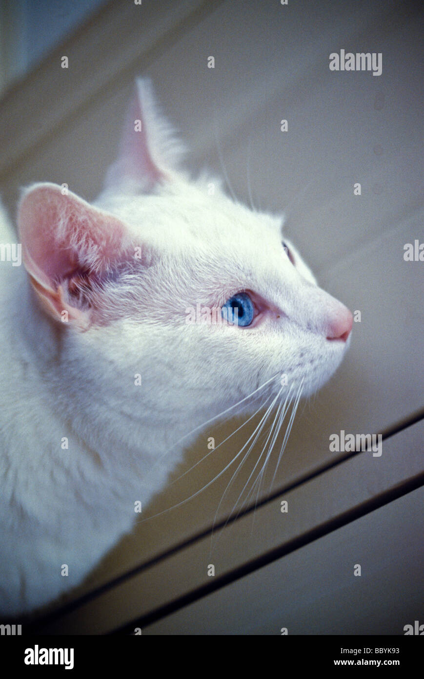 White colored house cat Stock Photo - Alamy