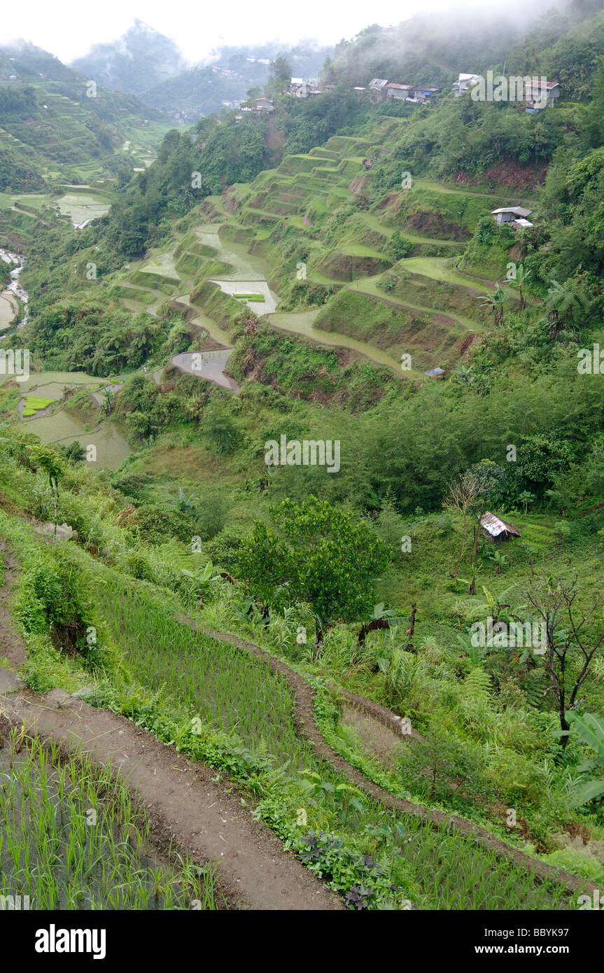 Banaue Rice Terraces, Banaue, Ifugao, North Luzon, Philippines Stock ...