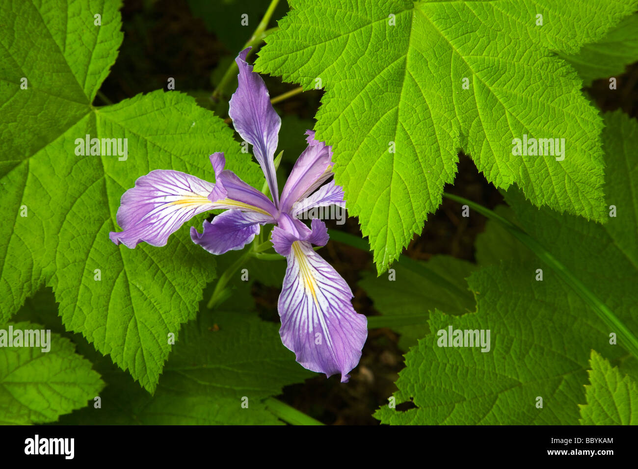 Oregon wildflowers hi-res stock photography and images - Alamy