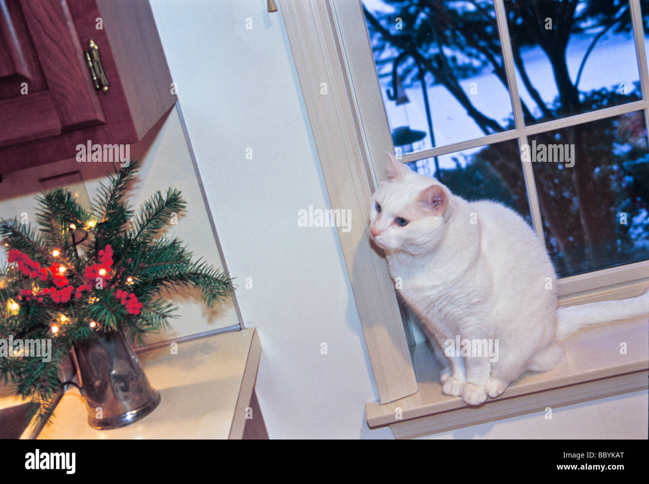 White colored house cat Stock Photo - Alamy