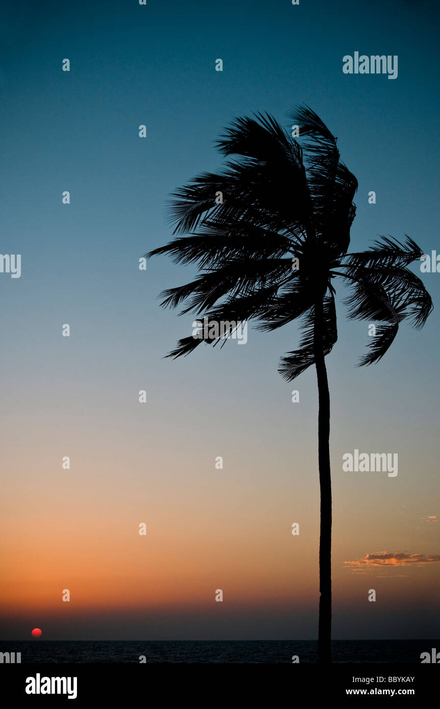 Tropical palm tree at sunset Stock Photo - Alamy