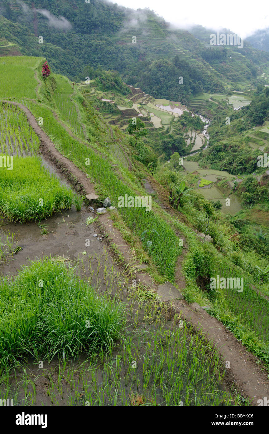 Banaue Rice Terraces, Banaue, Ifugao, North Luzon, Philippines Stock ...