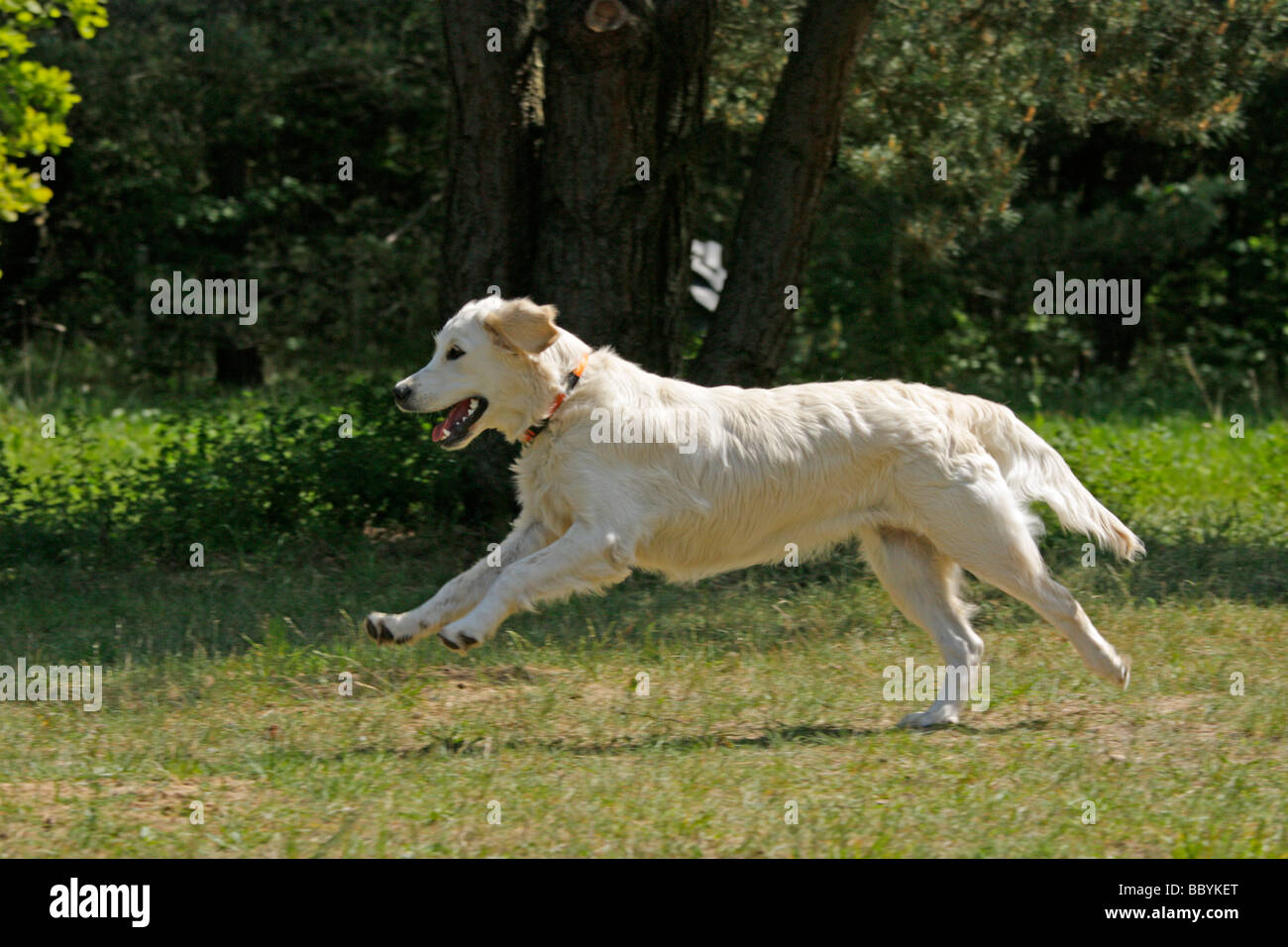 Running golden retriever hi-res stock photography and images - Alamy