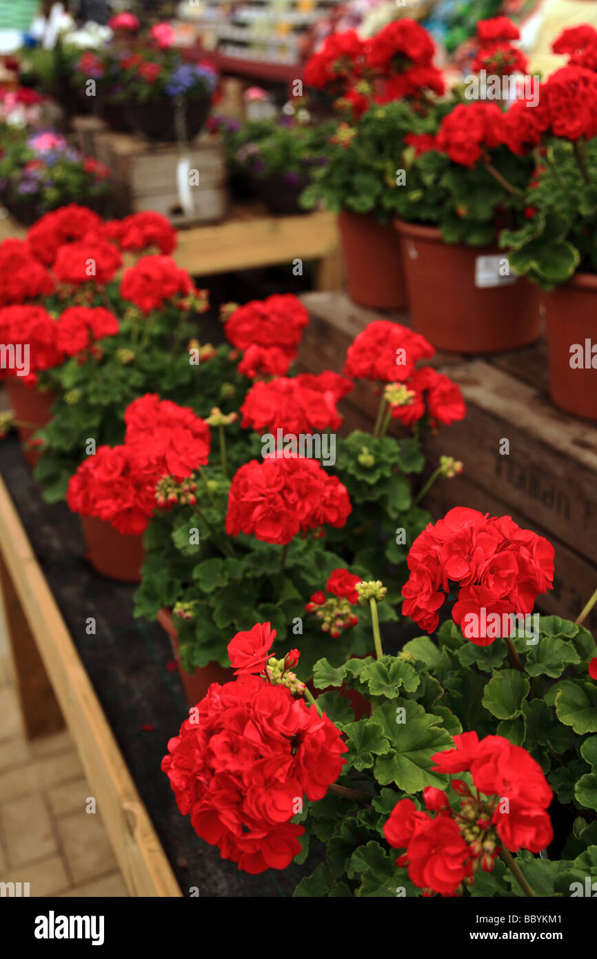 A display of red pelargoniums or geraniums in a garden centre center ...