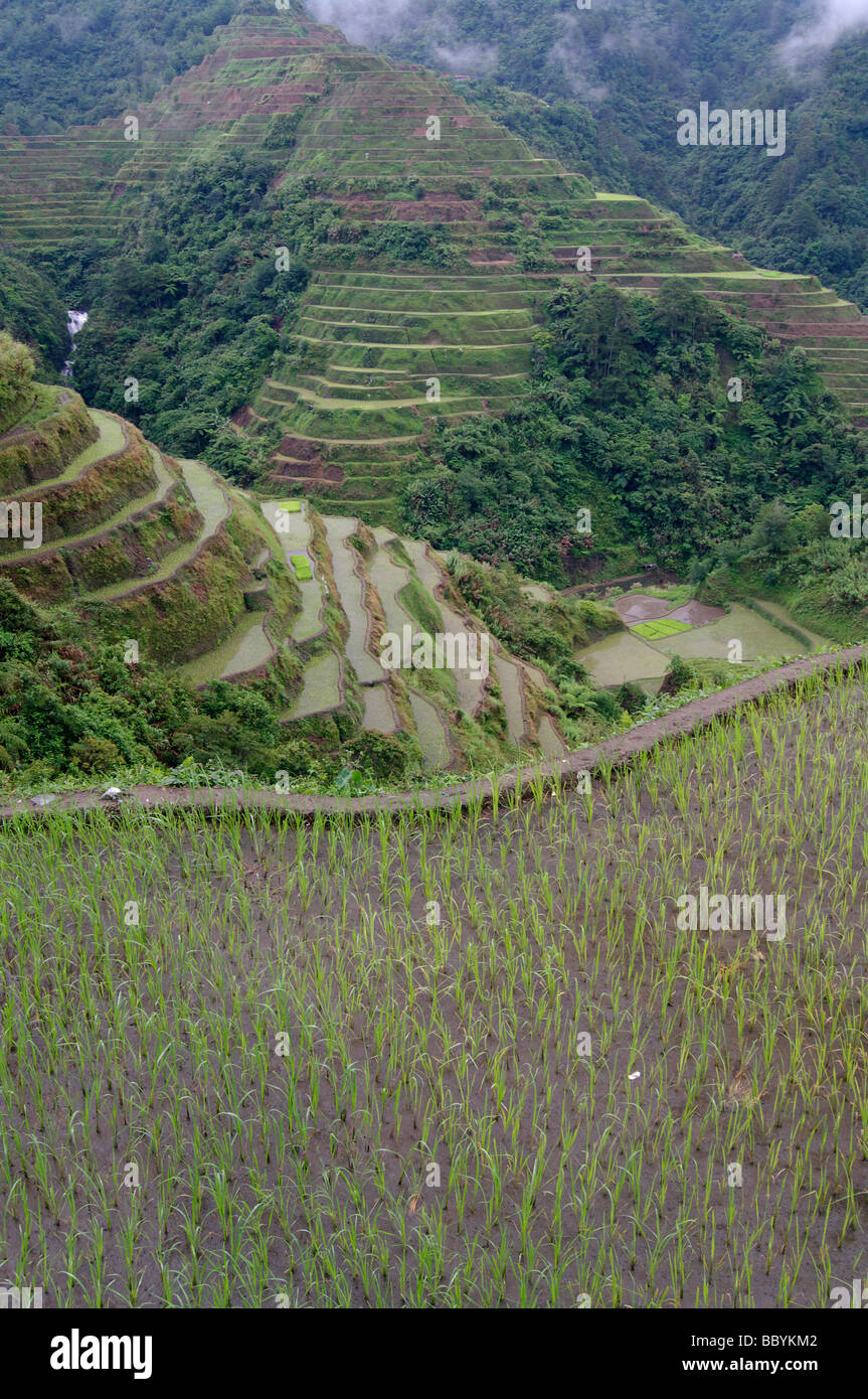 Banaue Rice Terraces, Banaue, Ifugao, North Luzon, Philippines Stock ...
