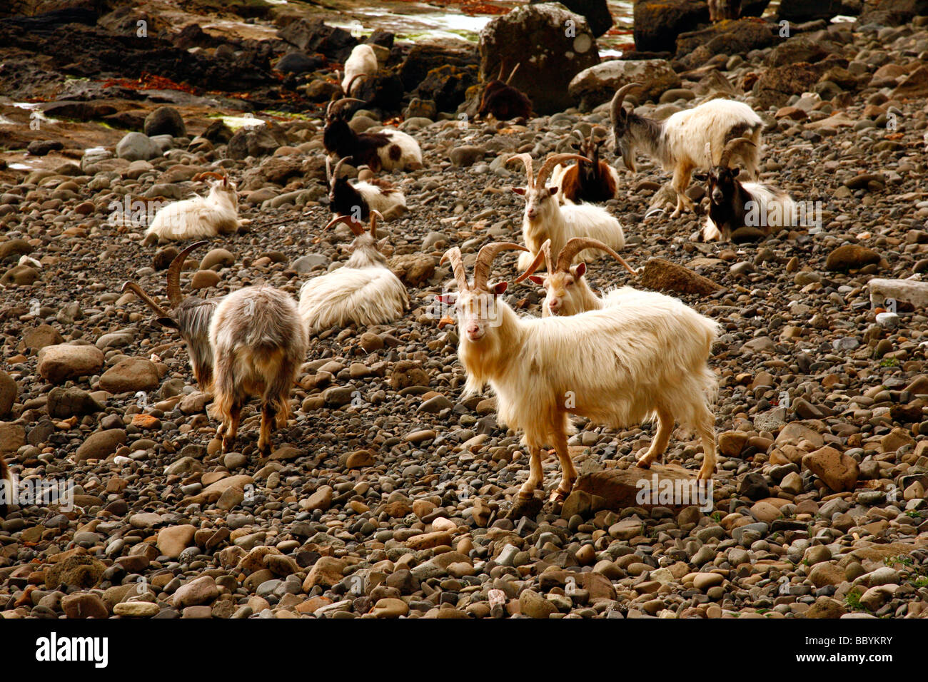 Western goats beard hi-res stock photography and images - Alamy