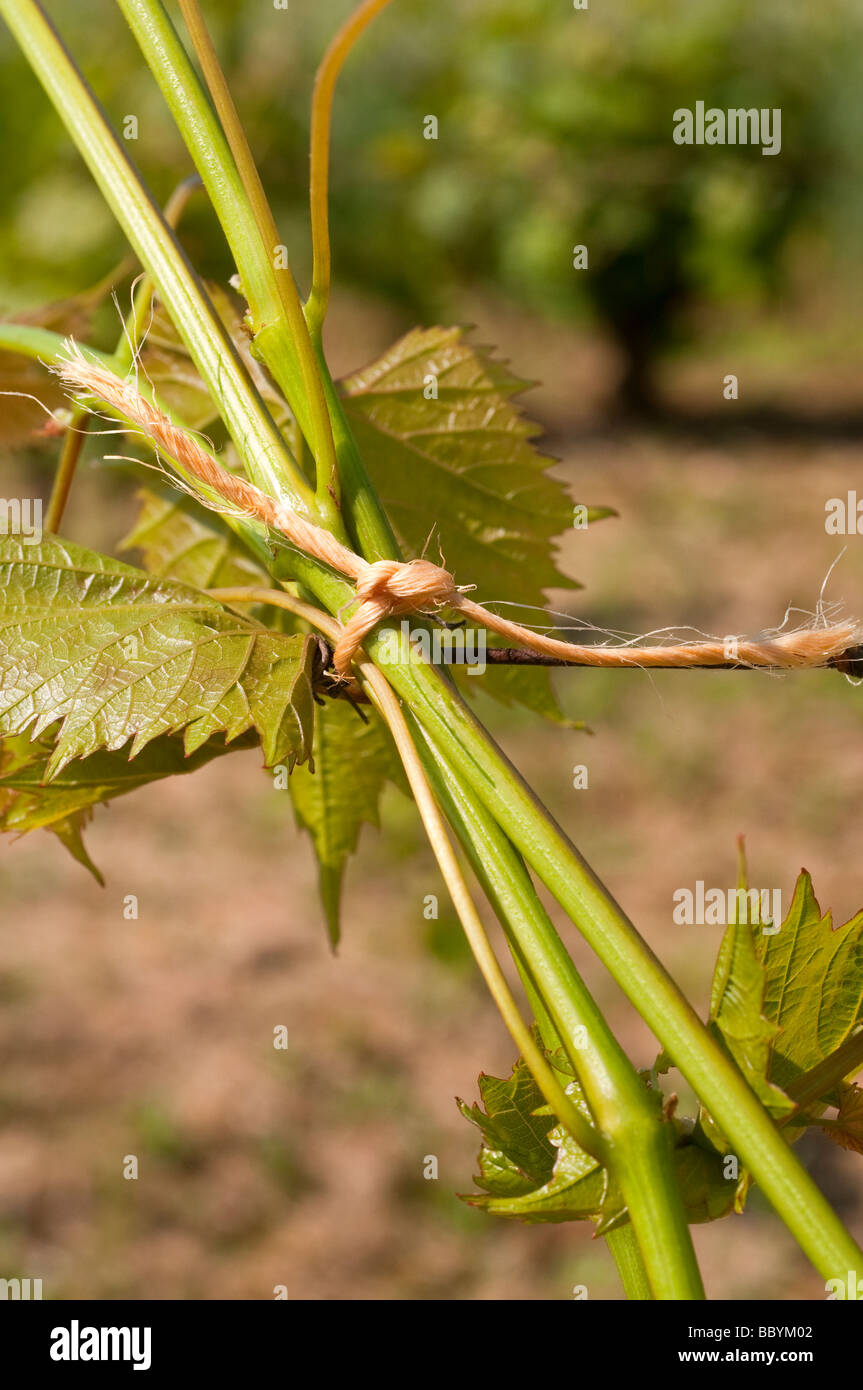 Knot tying knots hi-res stock photography and images - Alamy