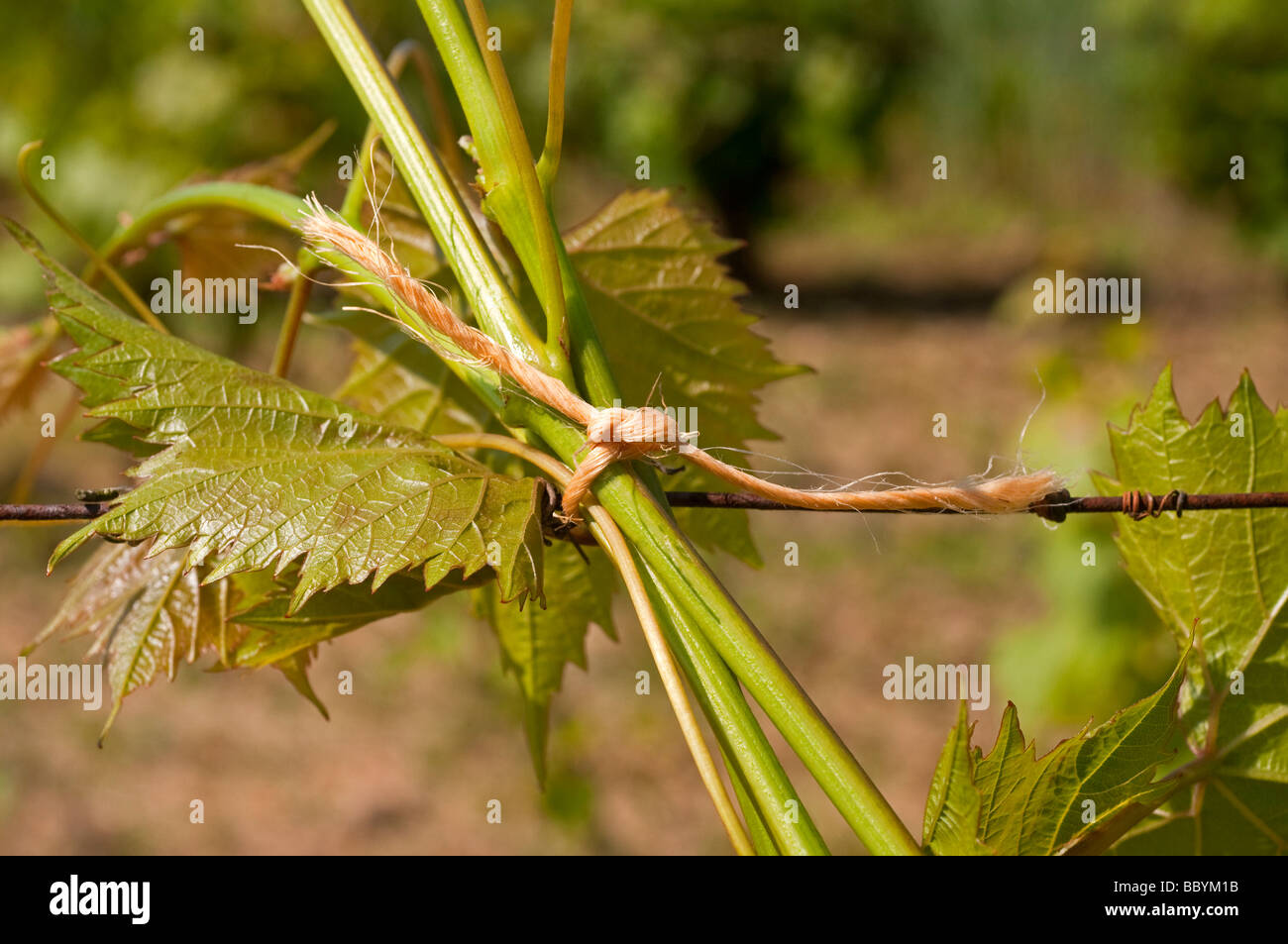String knots tying new grape vine growth to supporting wire - sud ...