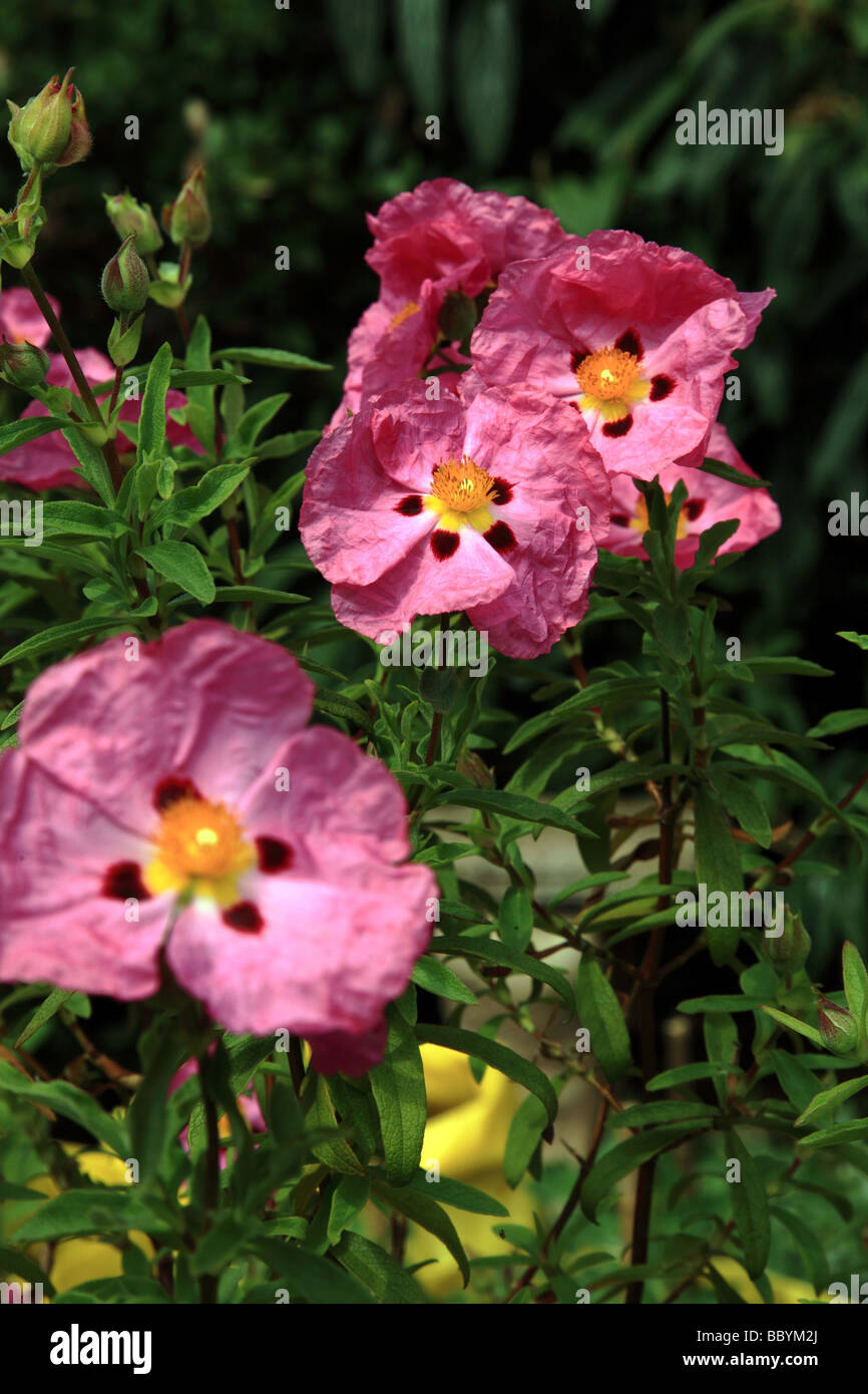 Rock roses growing in a sunny position Stock Photo - Alamy