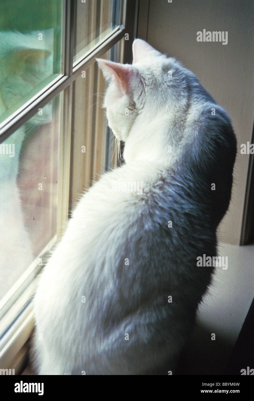 White colored house cat Stock Photo - Alamy