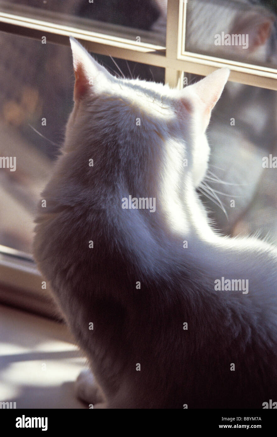 White colored house cat Stock Photo - Alamy