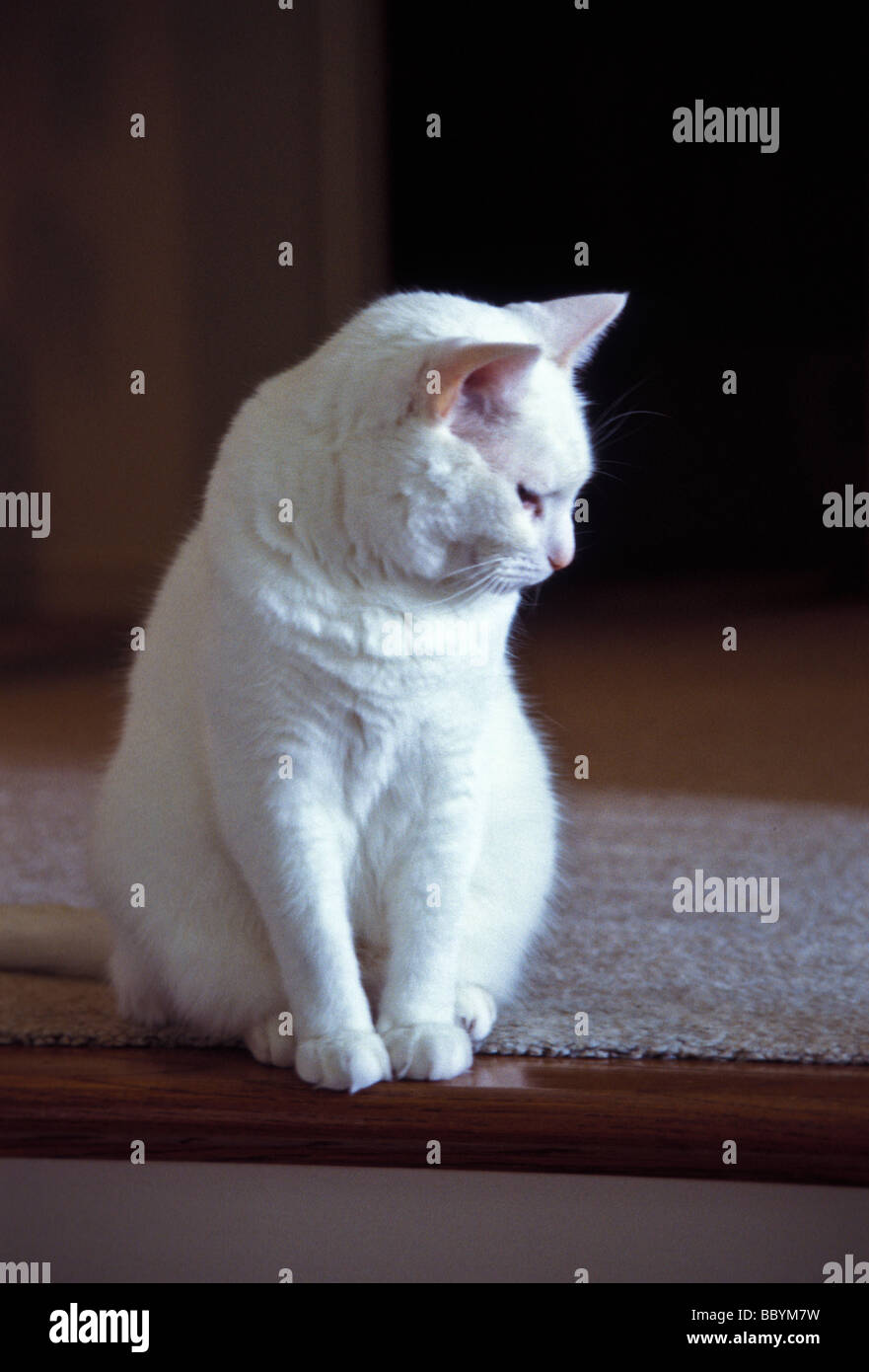 White colored house cat Stock Photo - Alamy