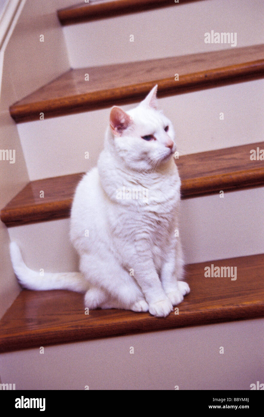 White colored house cat Stock Photo - Alamy