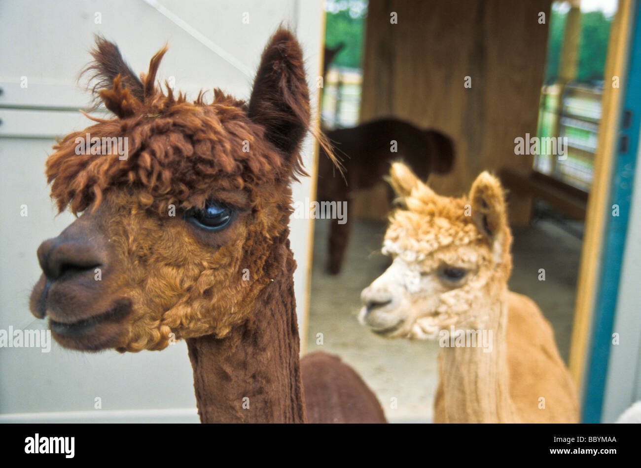 two alpaca llama Stock Photo - Alamy