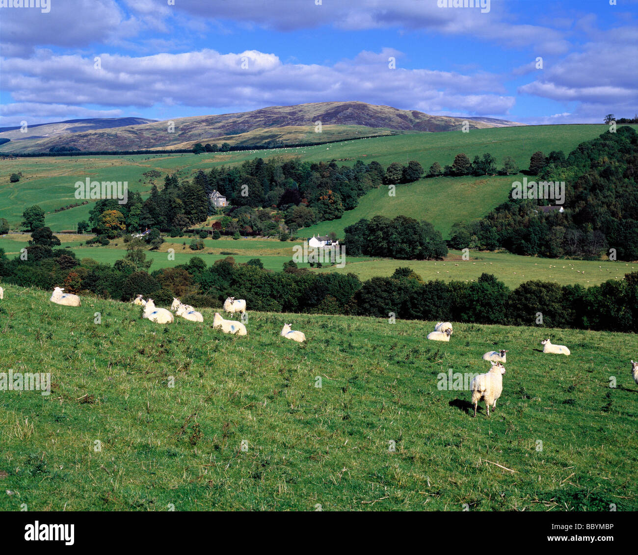 Beulah speckled face sheep dot the hillside near Moffat in The Borders ...