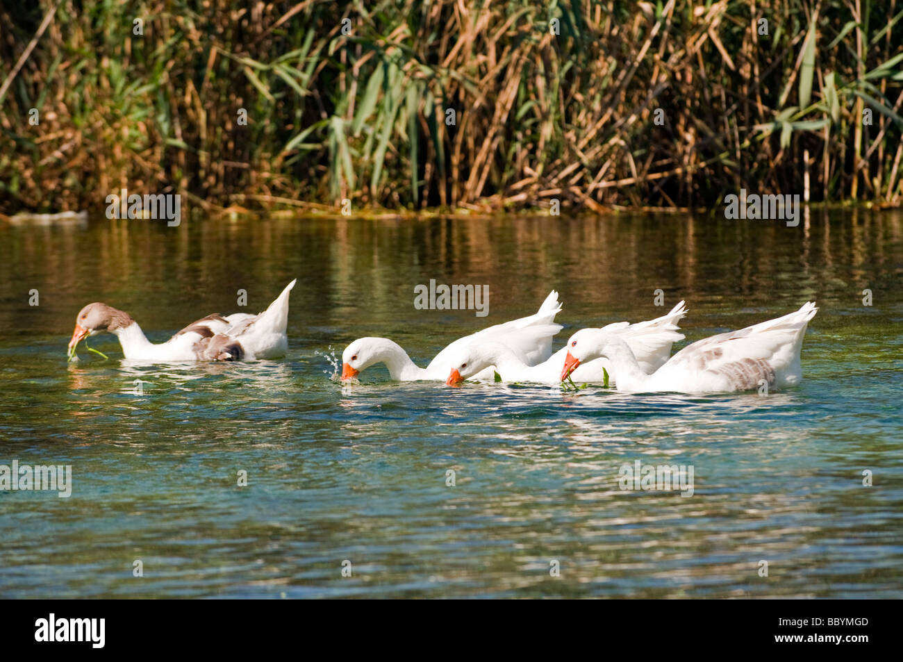 Geese feeding in Azmak River Marmaris Turkey Stock Photo - Alamy