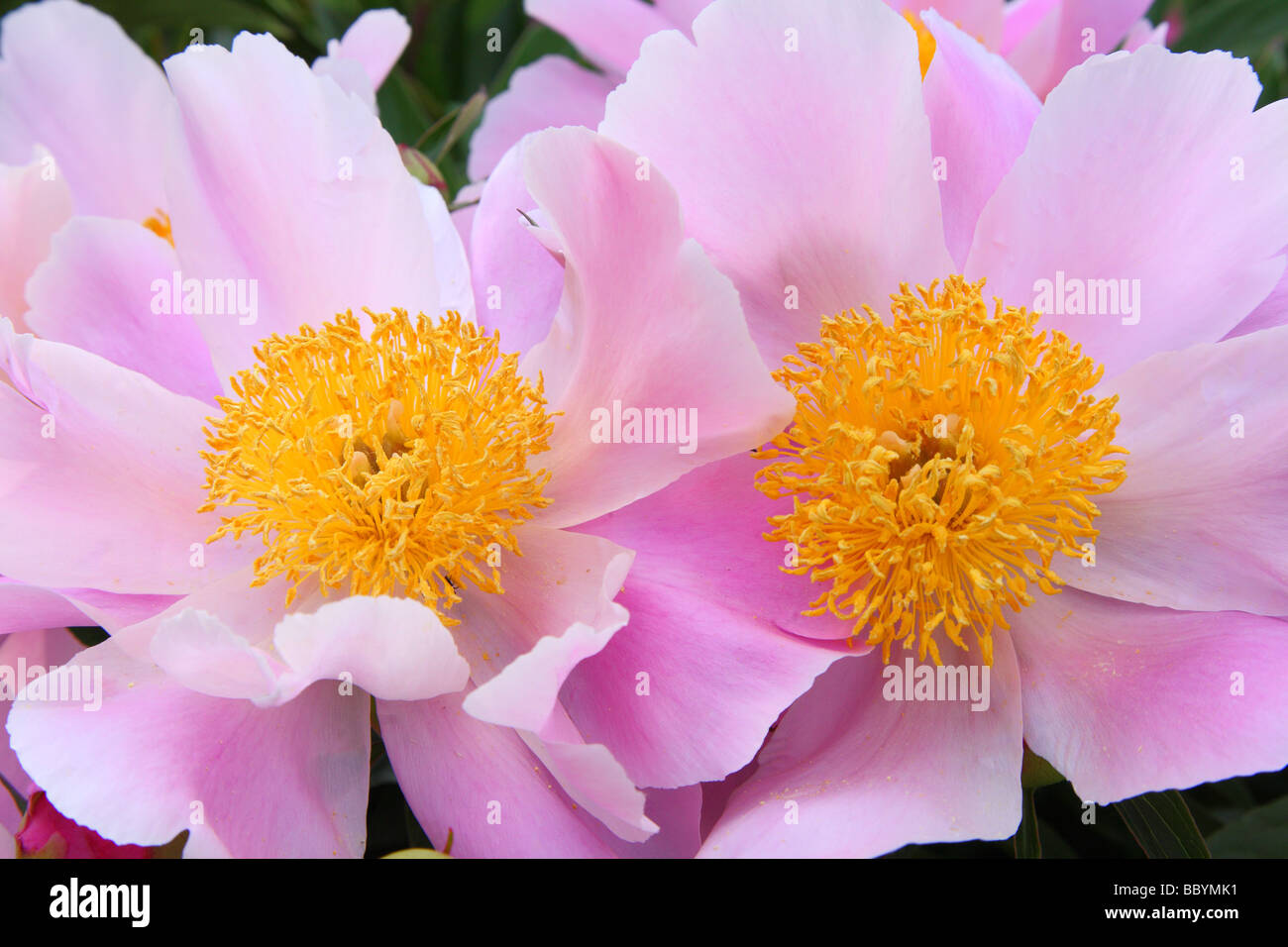 Two pink peonies flowers close up Peonia Stock Photo - Alamy