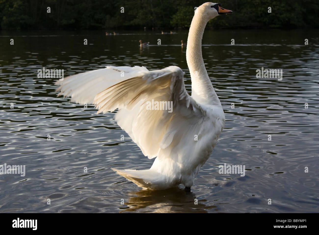 Swan Taking A big stretch Stock Photo - Alamy
