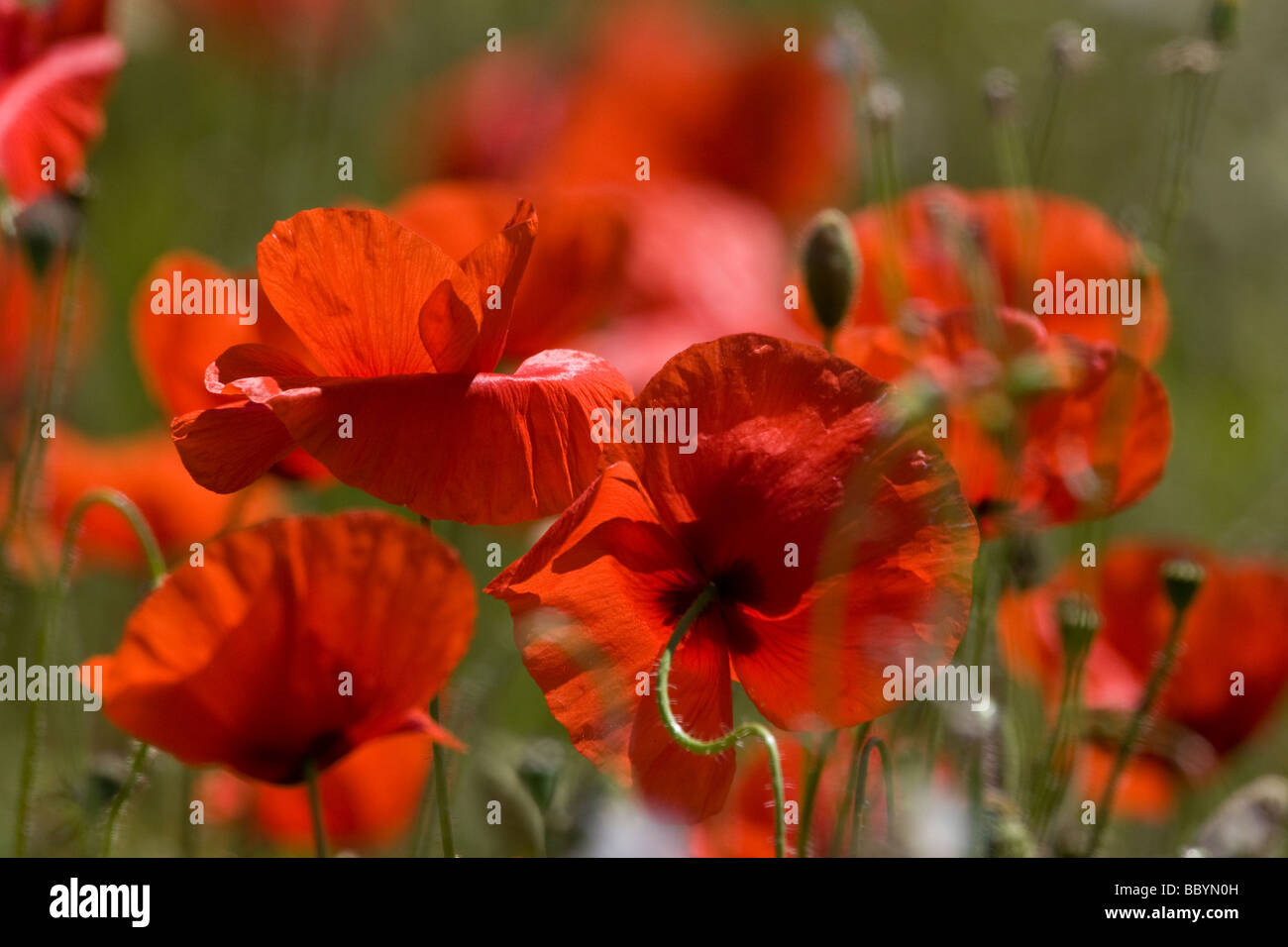 Poppy fields in summer time Stock Photo - Alamy