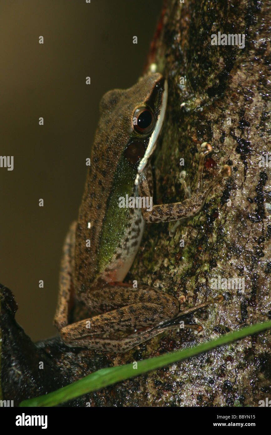 Borneo frog hi-res stock photography and images - Alamy