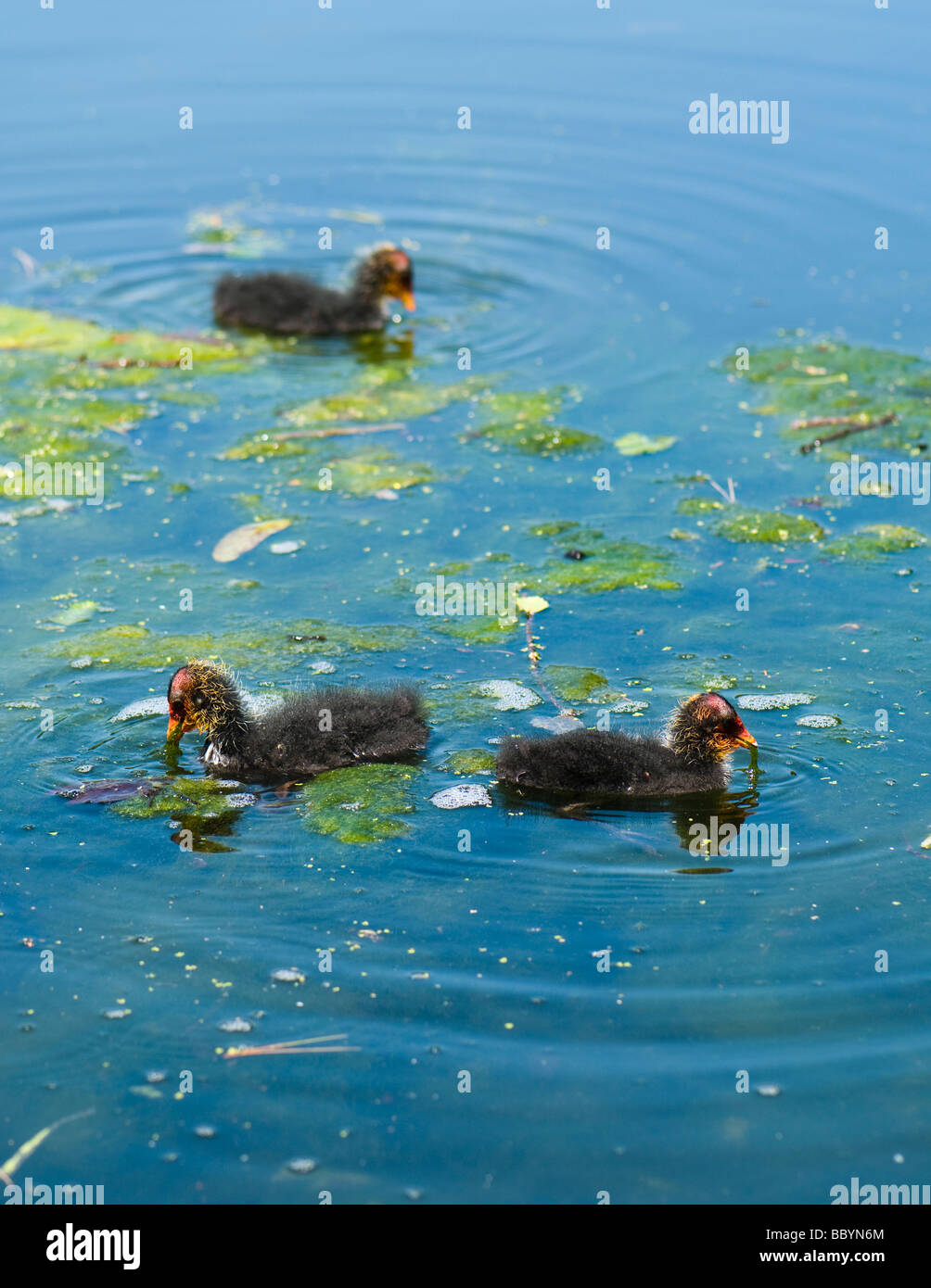 Juvenile coots feeding hi-res stock photography and images - Alamy