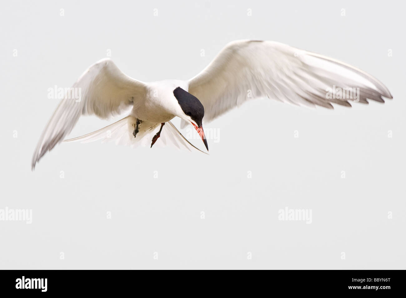Hovering common tern hi-res stock photography and images - Alamy