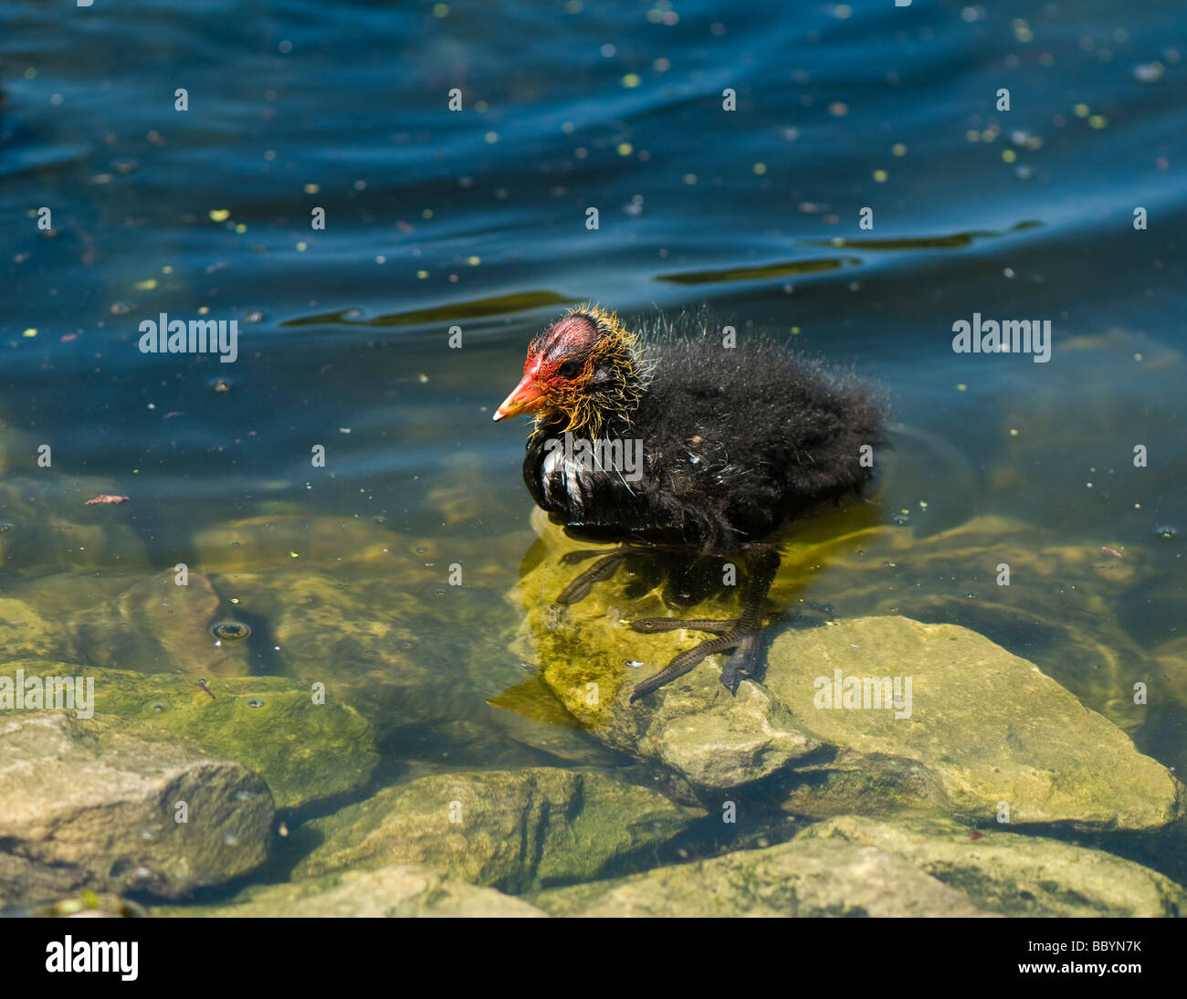 Coot chick standing on a rock Stock Photo - Alamy