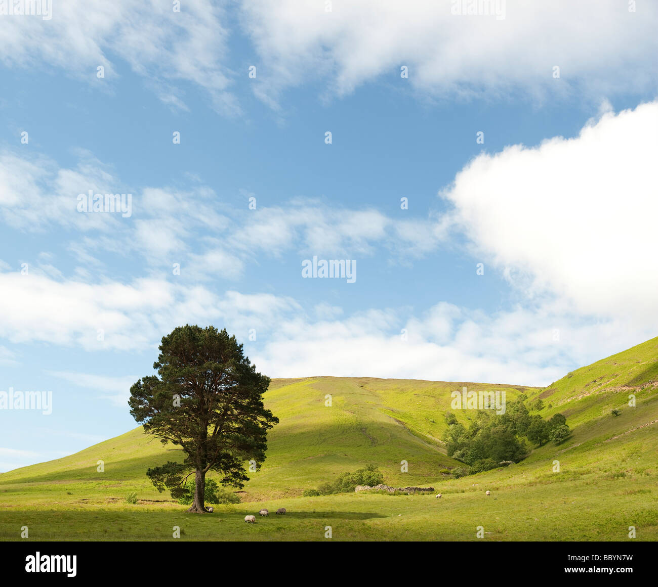 Single pine trees hi-res stock photography and images - Alamy