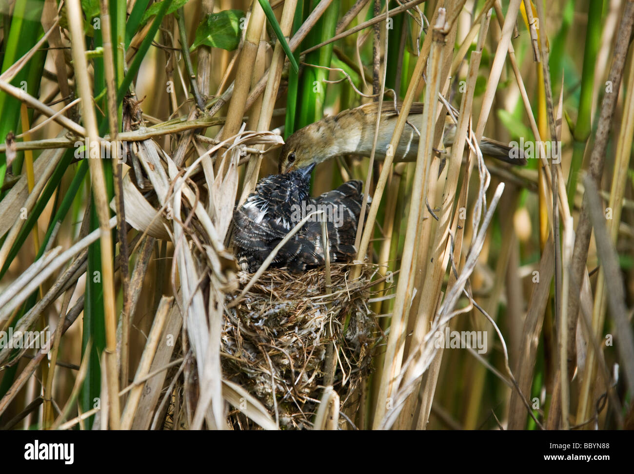Reed Warbler (Acrocephalus scirpaceus) feeding nestling Cuckoo (Cuculus ...