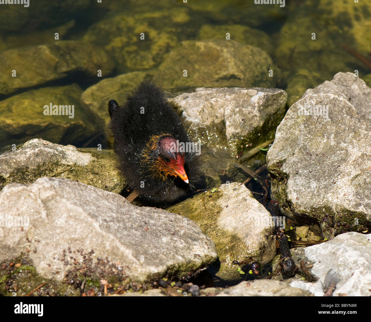 Coot chick standing on a rock Stock Photo - Alamy