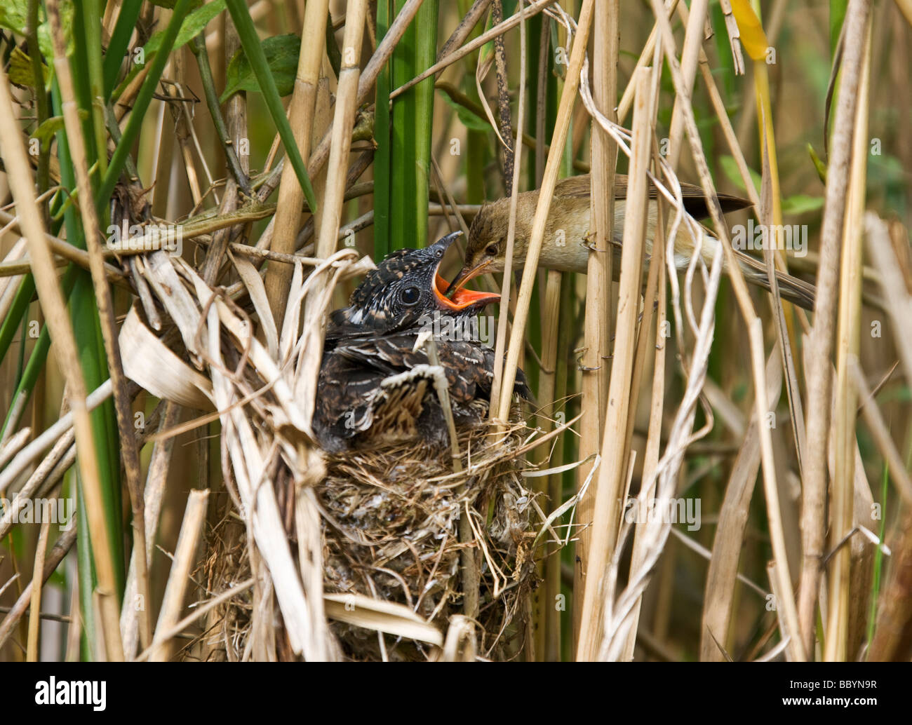 Reed Warbler (Acrocephalus scirpaceus) feeding nestling Cuckoo (Cuculus ...