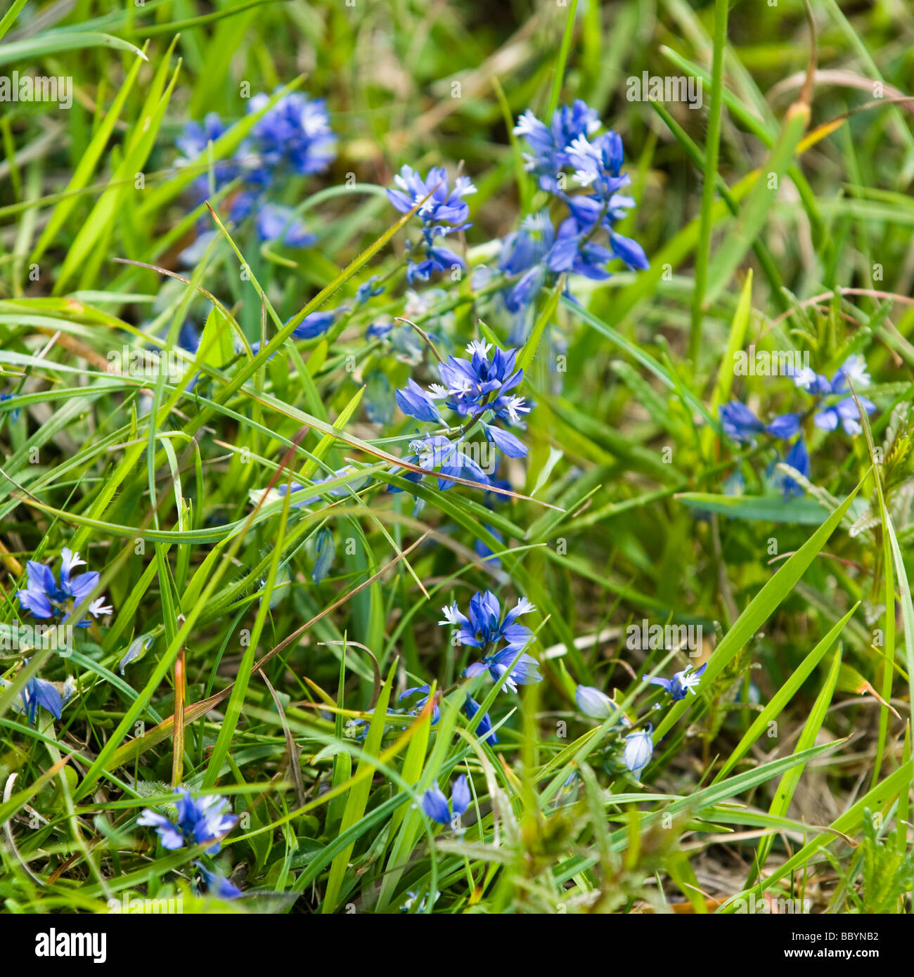 Frilly blue flowers hi-res stock photography and images - Alamy