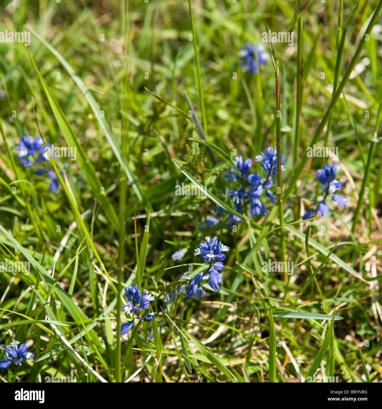 Common milkwort Polygala vulgaris Stock Photo - Alamy