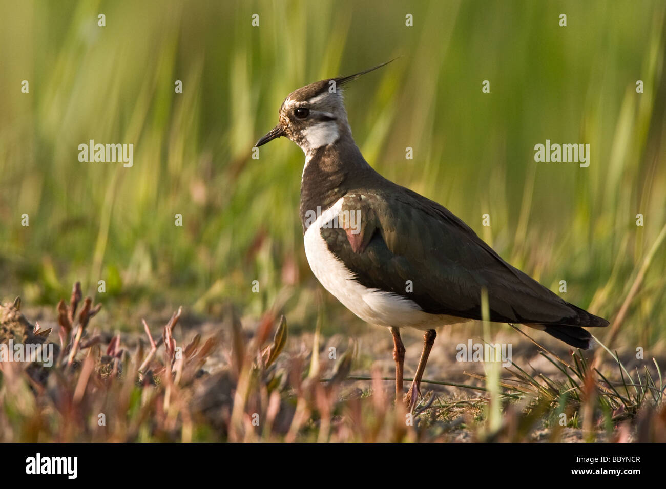 Lapwing uk close up hi-res stock photography and images - Alamy