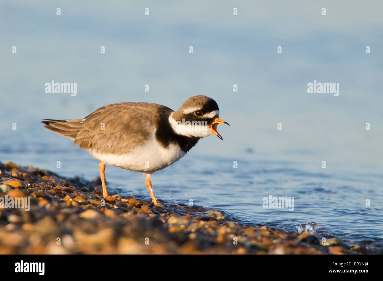 Ringed plover taken at Snettisham, Norfolk, UK Stock Photo - Alamy