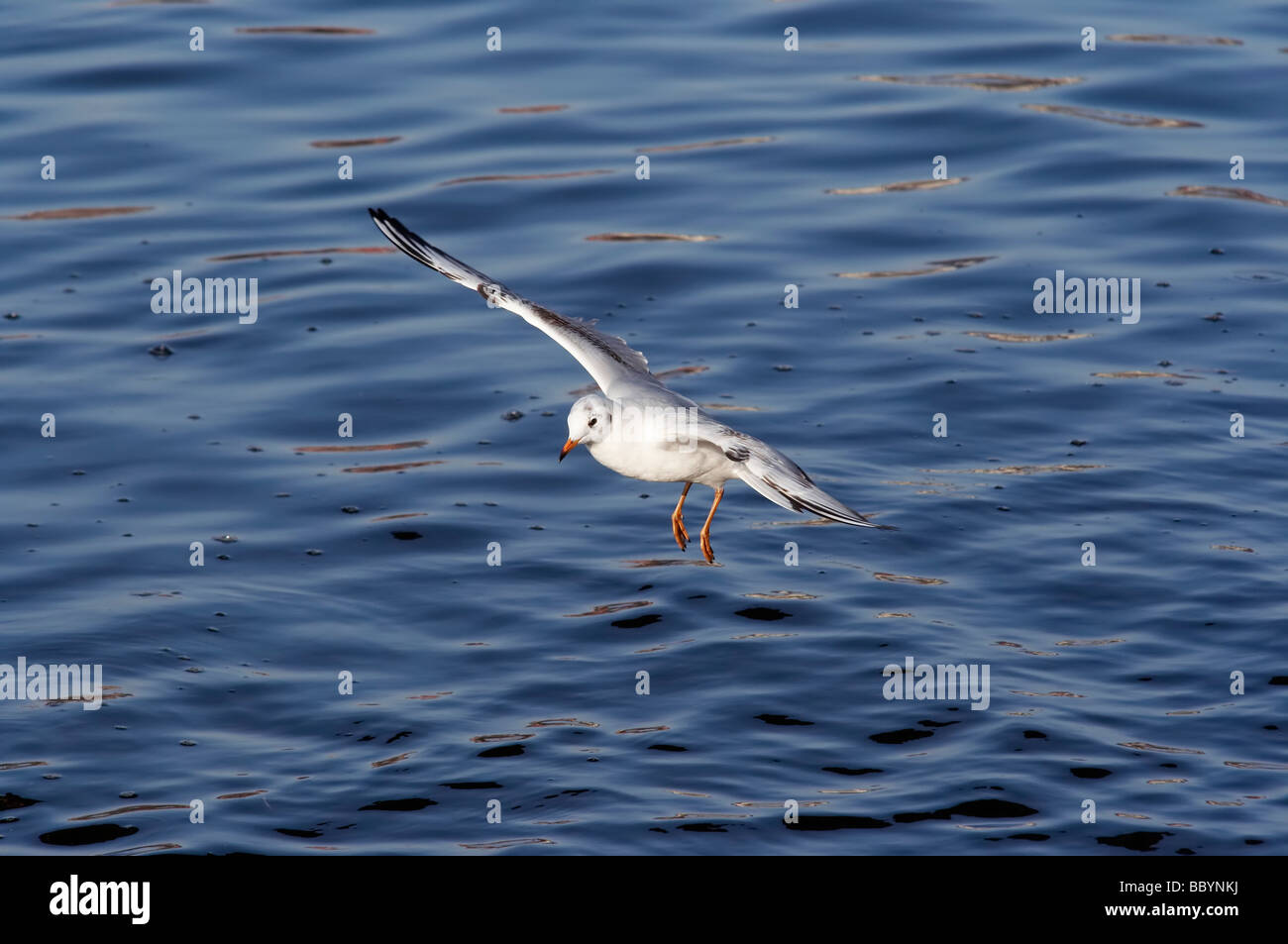 Gull flying landing hi-res stock photography and images - Alamy