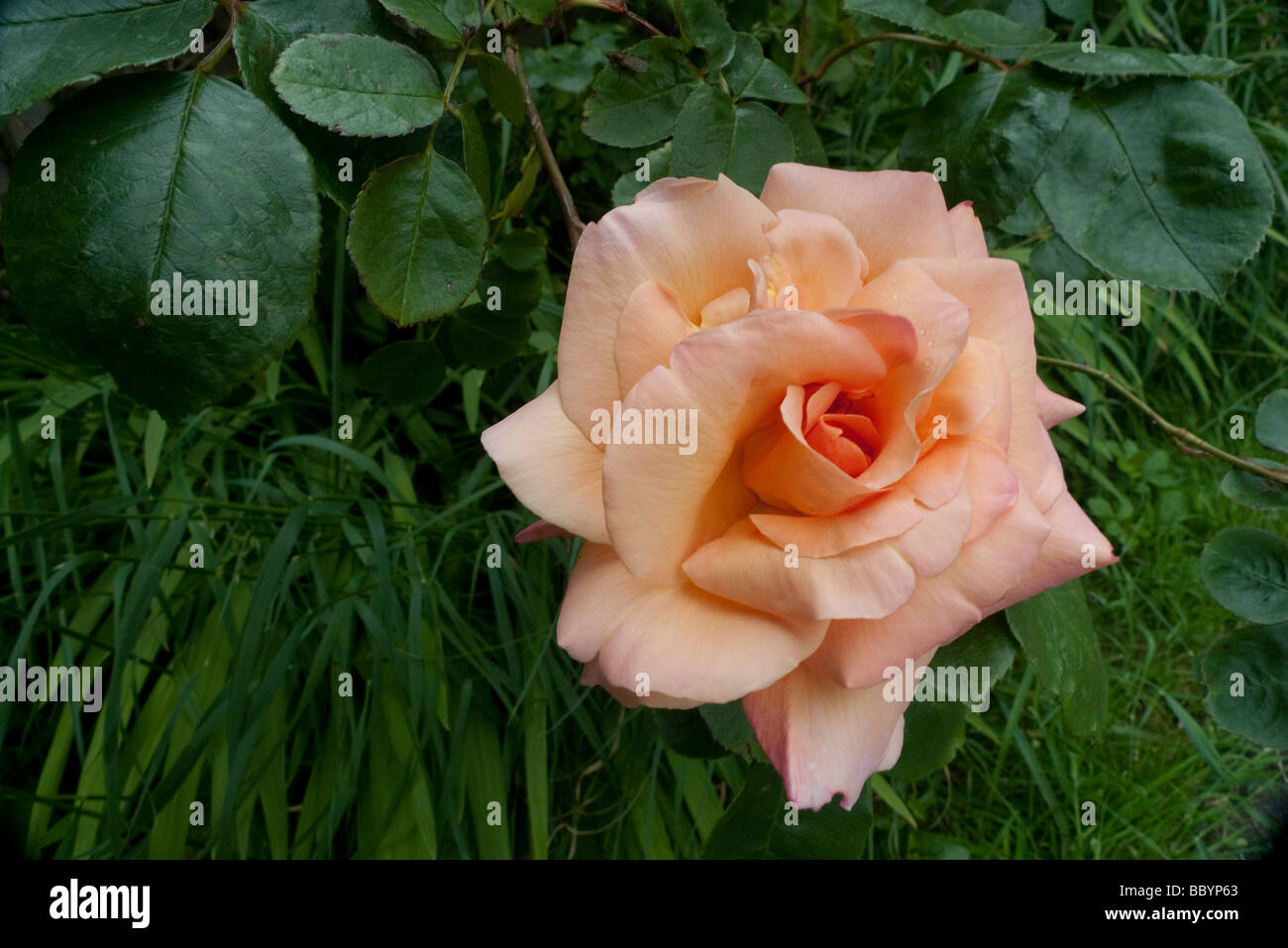 Pink salmon rose flower in full bloom, green leaves.90866 Roses Stock ...